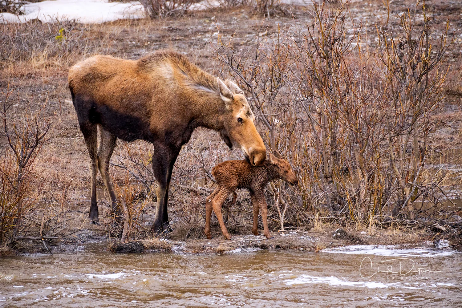 Spring in Denali — Wilderness Photo Workshops