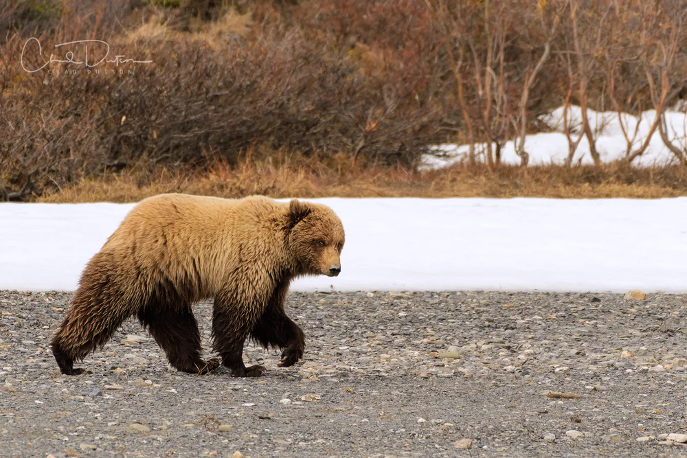 Spring in Denali — Wilderness Photo Workshops