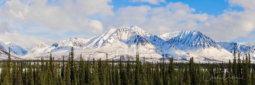 Spring in Denali — Wilderness Photo Workshops
