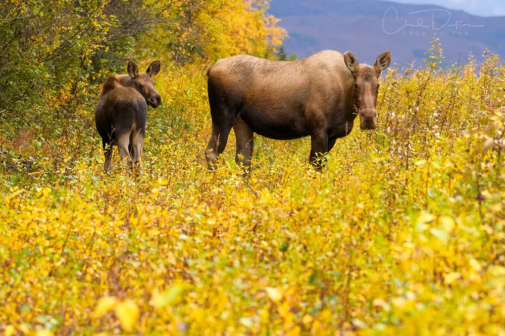 Fall in Denali Workshop — Wilderness Photo Workshops