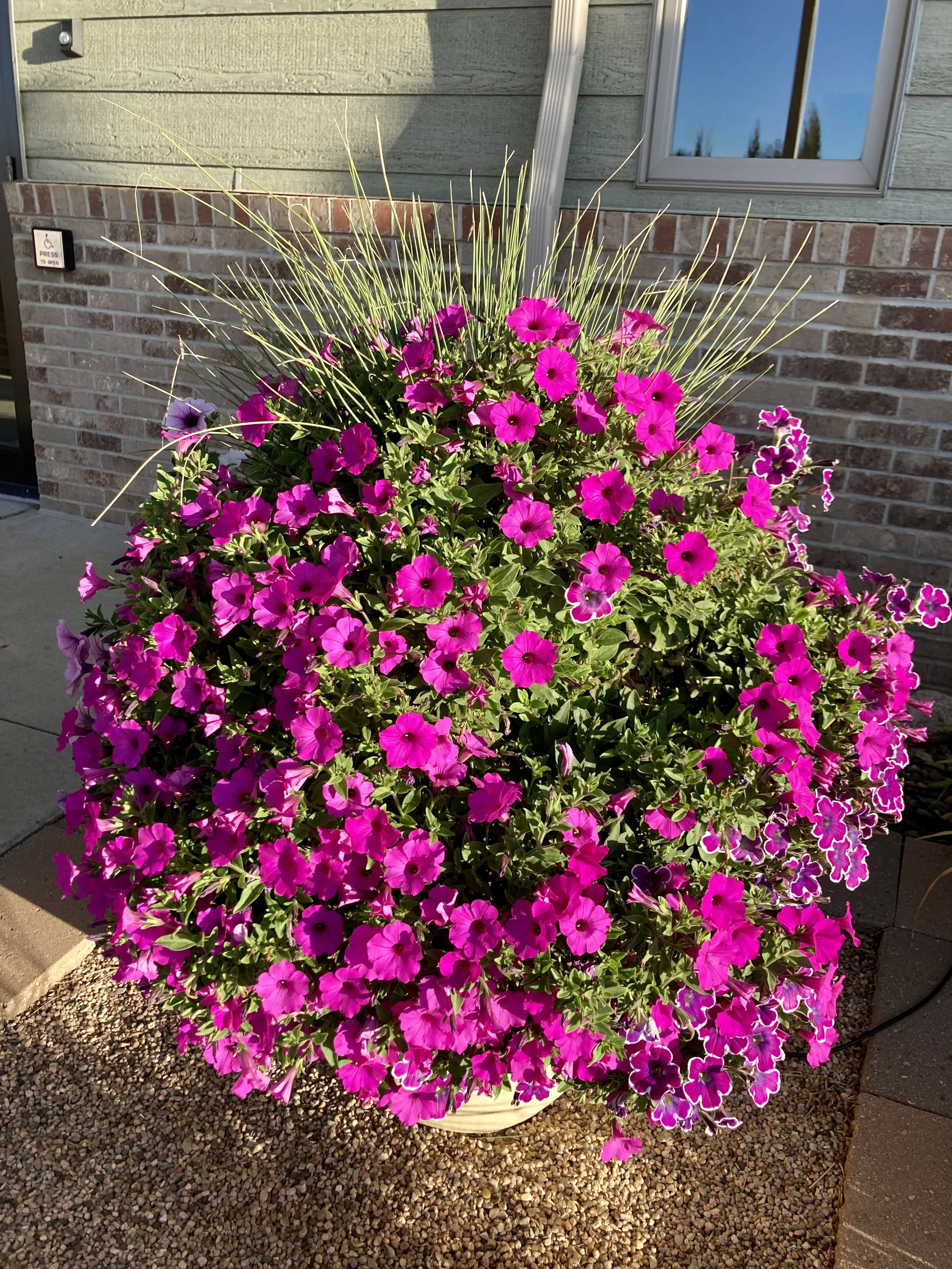 Mollified Clipart Of Flowers