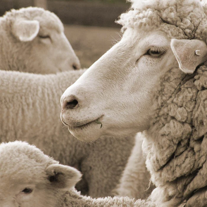 About — Shaniko Wool Co.