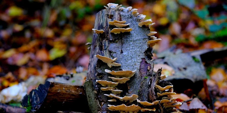 FairWild Standard overview — FairWild Foundation