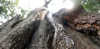 Peru Balsam — FairWild Foundation