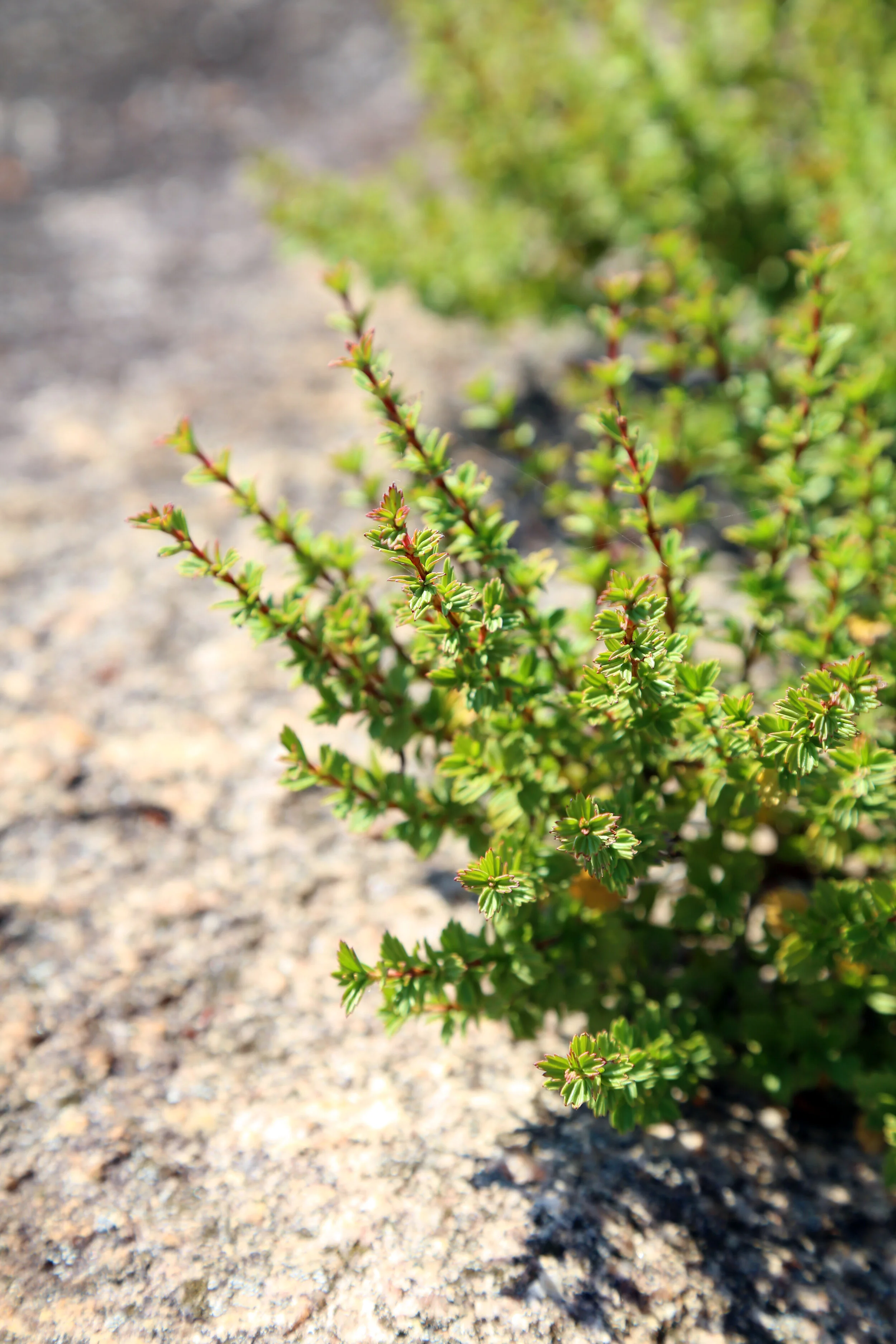 Resurrection Bush — FairWild Foundation
