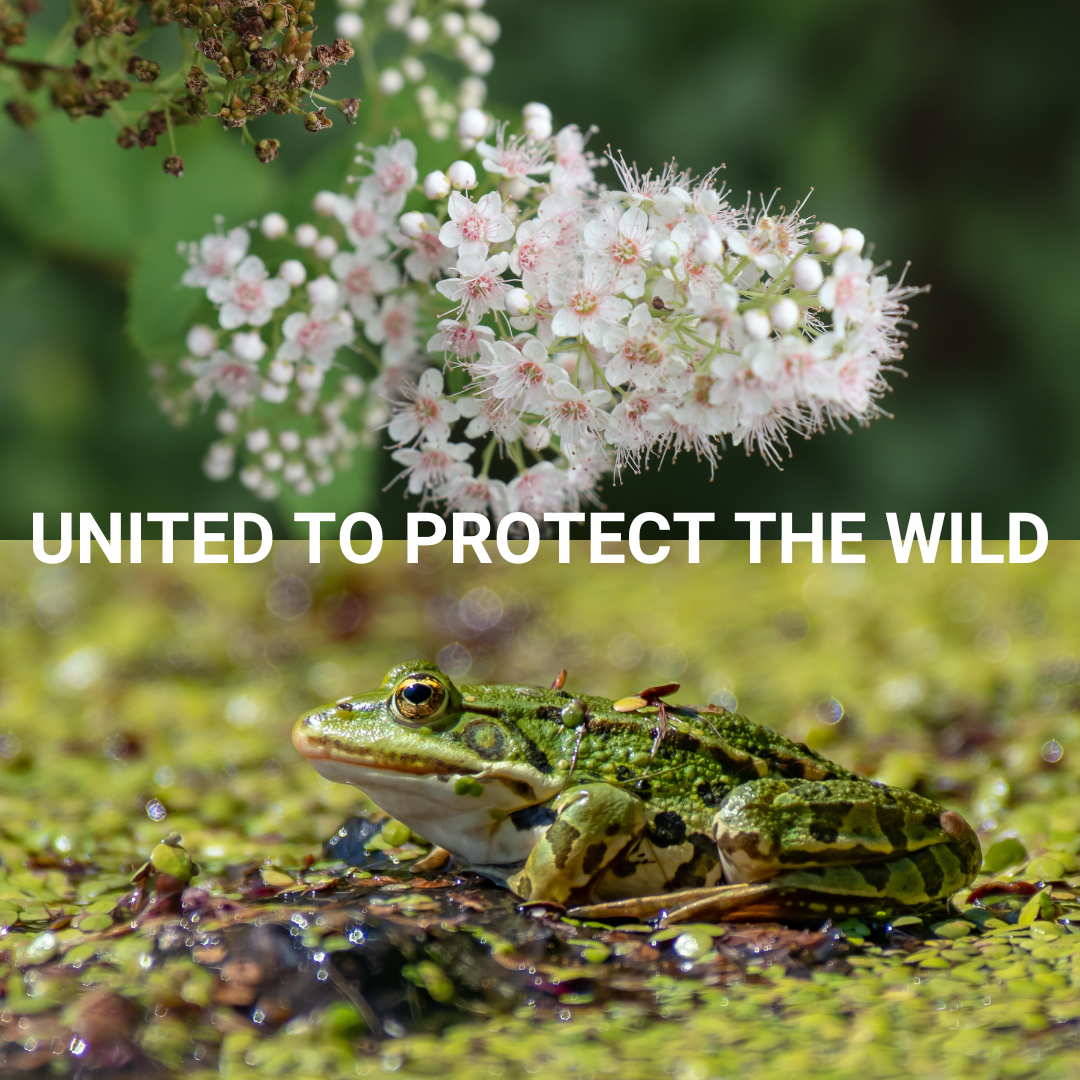 FairWild joins forces with Wildlife Friendly — FairWild Foundation