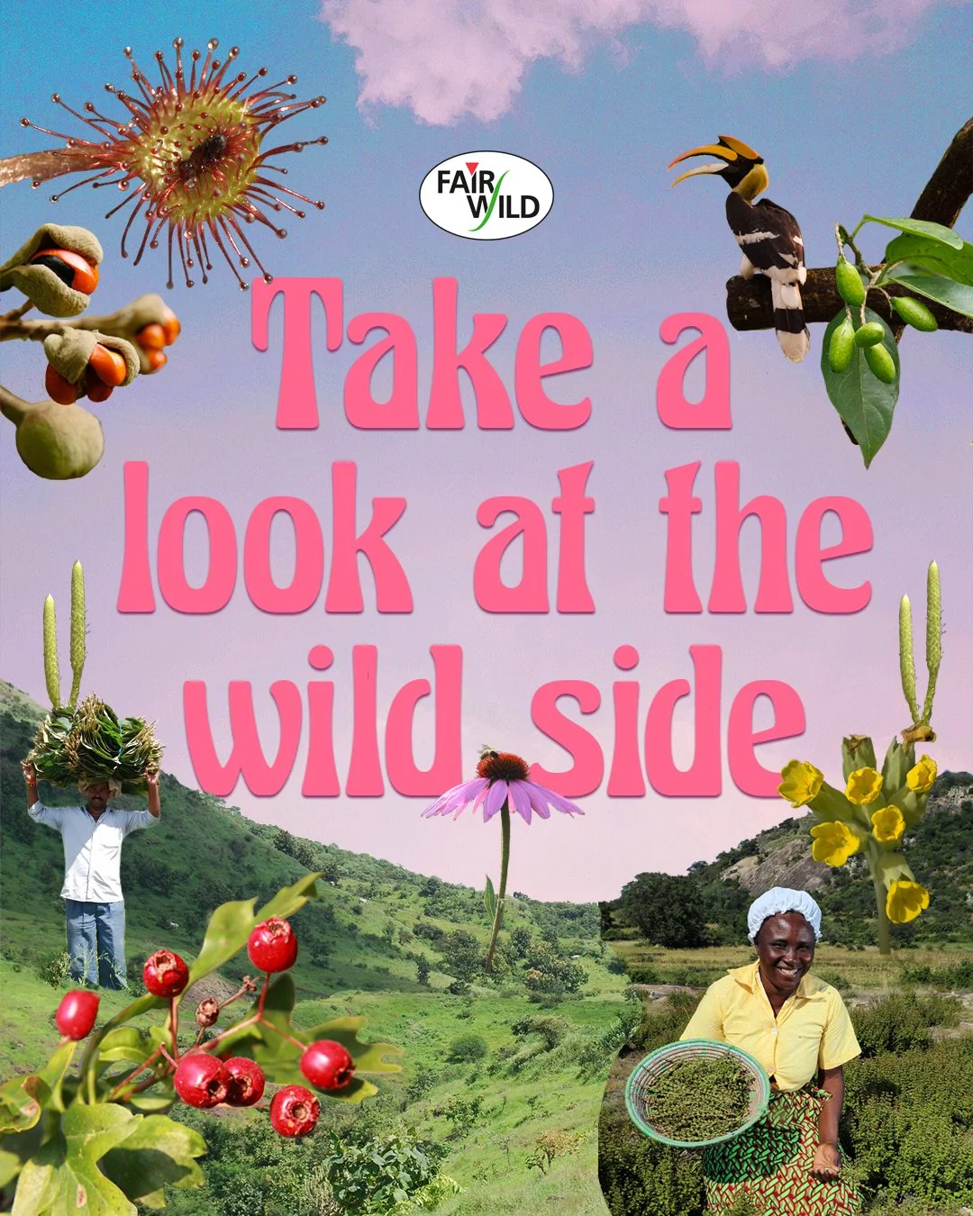 FW WEEK: Take a look at the wild side! — FairWild Foundation