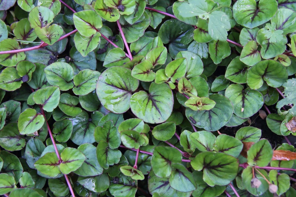 Lysimachia christinae — FairWild Foundation