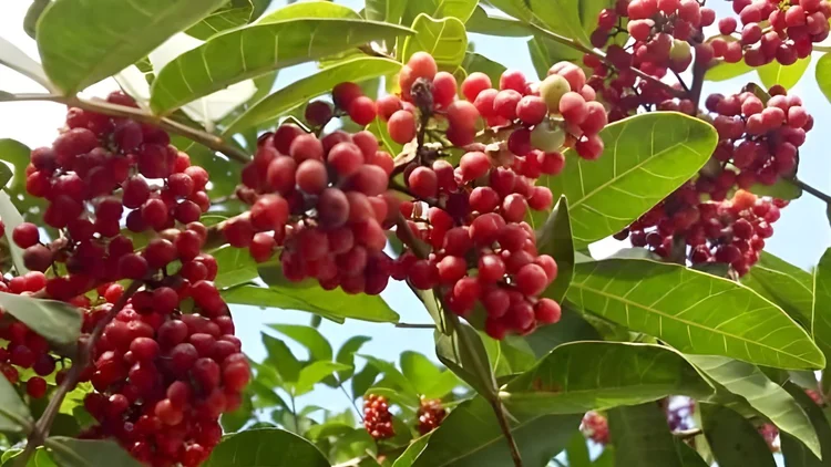 Pink Pepper — FairWild Foundation