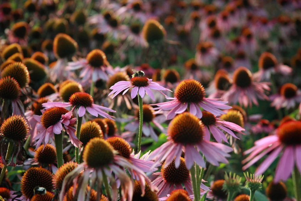 FairWild Foundation Receives 2023 ABC Steven Foster Botanical ...