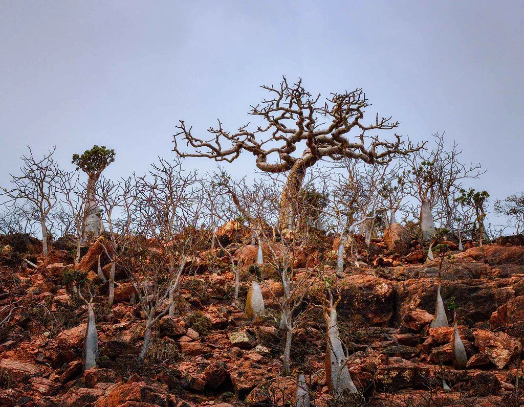 Certifying Sustainable Frankincense through a Global Value Chains ...