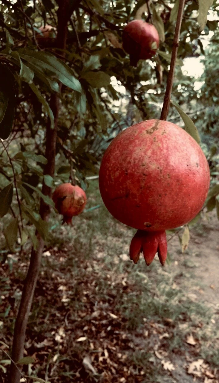 The Pomegranate : An exploration of the pomegranate's meaning in ...
