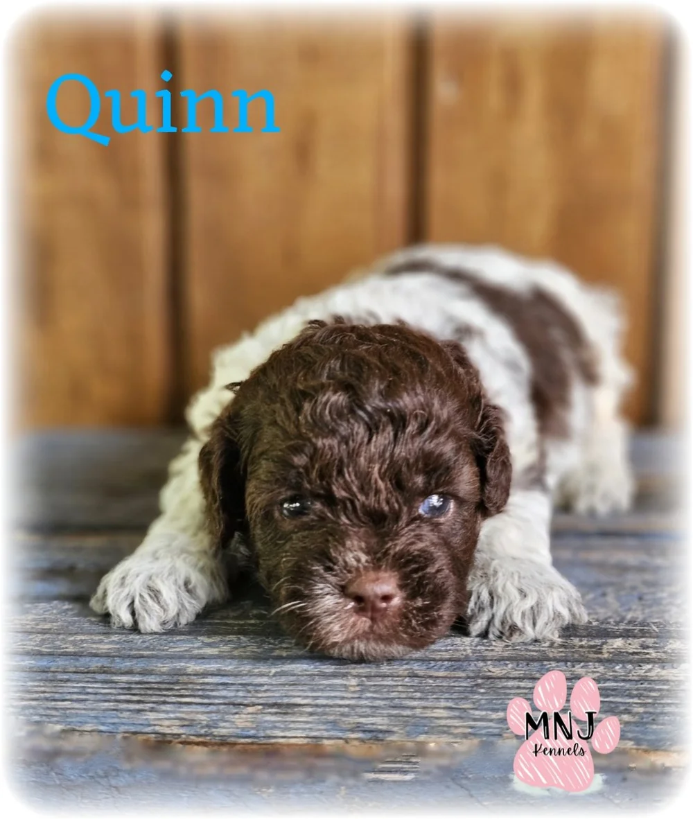 Available Pups — MNJ Kennels