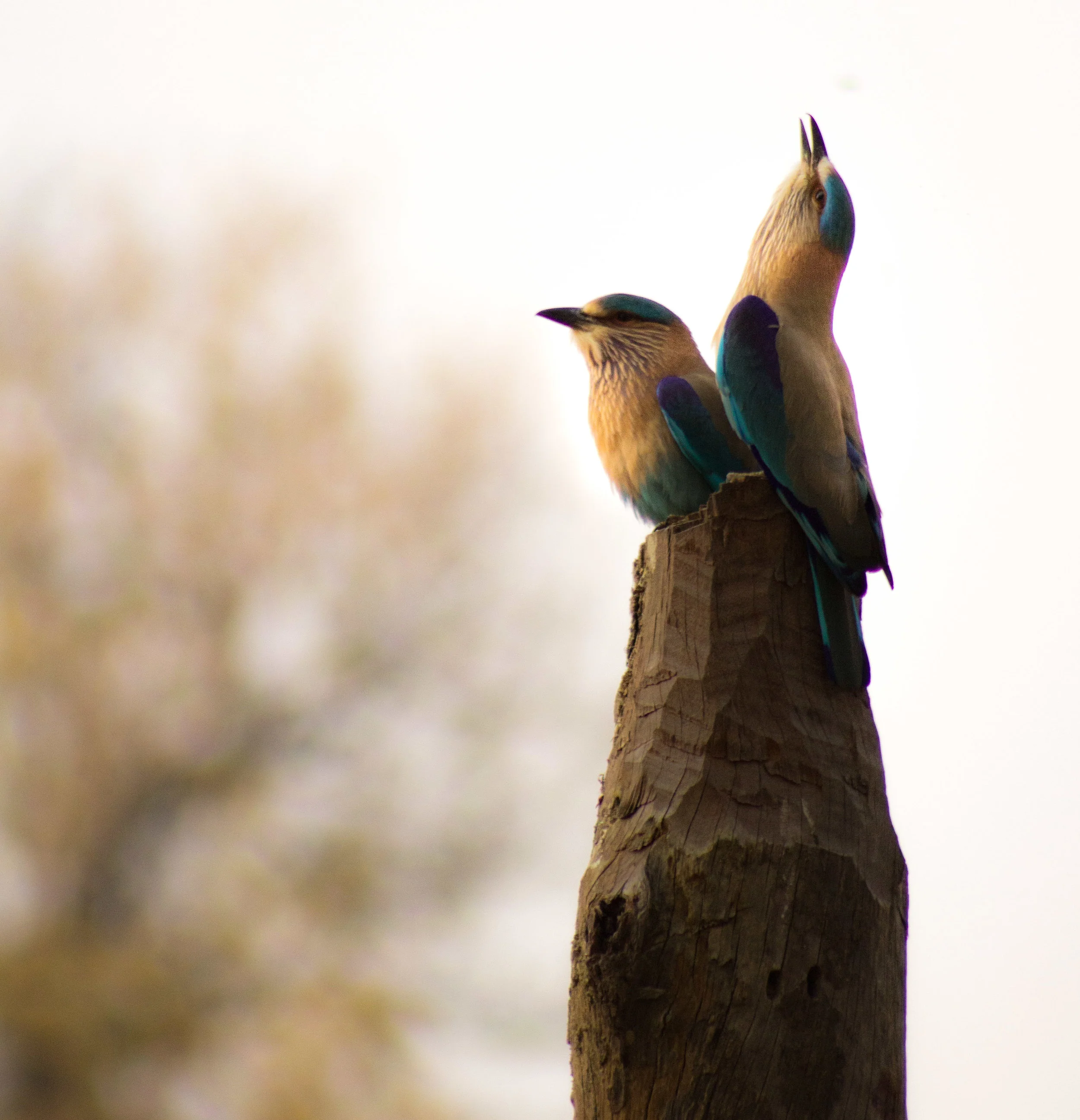 Indian Roller Pigeon Indian Roller (BIRDS OF ACHANAKMAR TIGER RESERVE