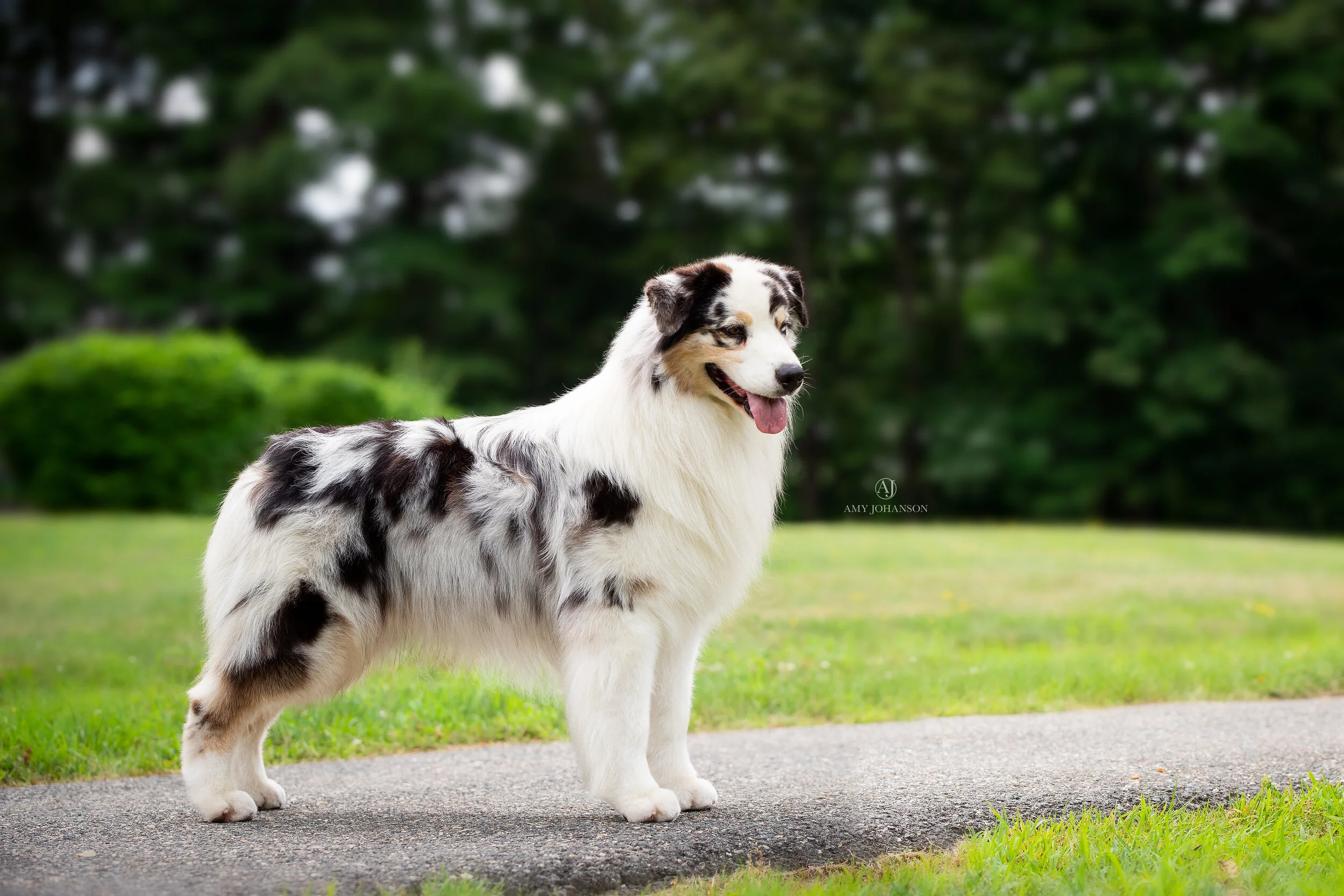 Bred By — Vinelake Australian Shepherds