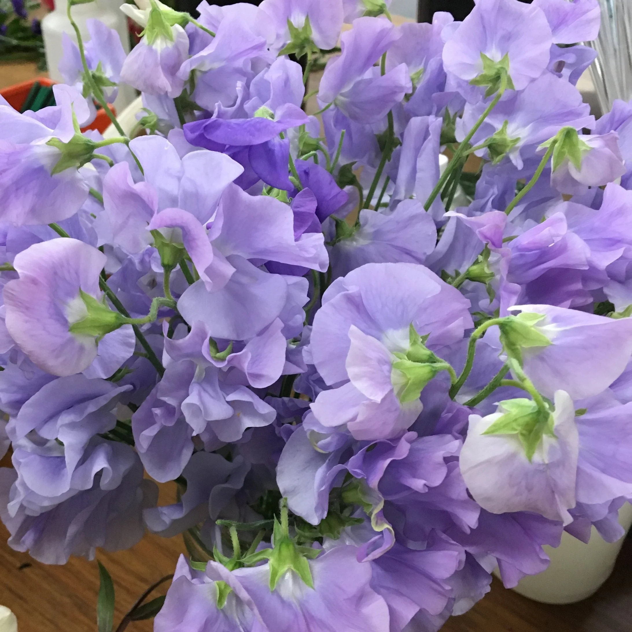 Anthophobia Fear Of Flowers