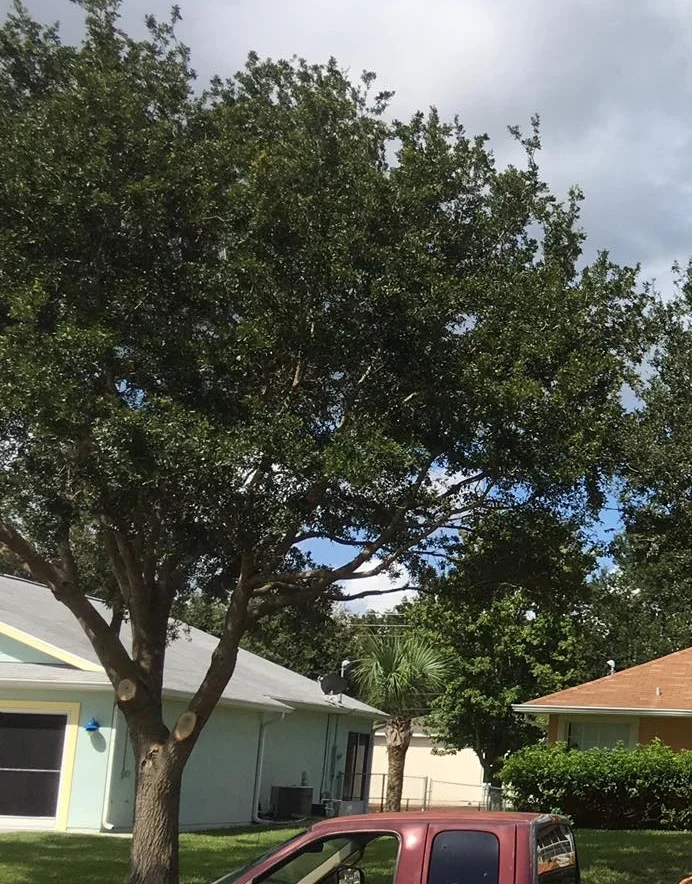 Project Gallery Page — Coastal Tree & Lawn