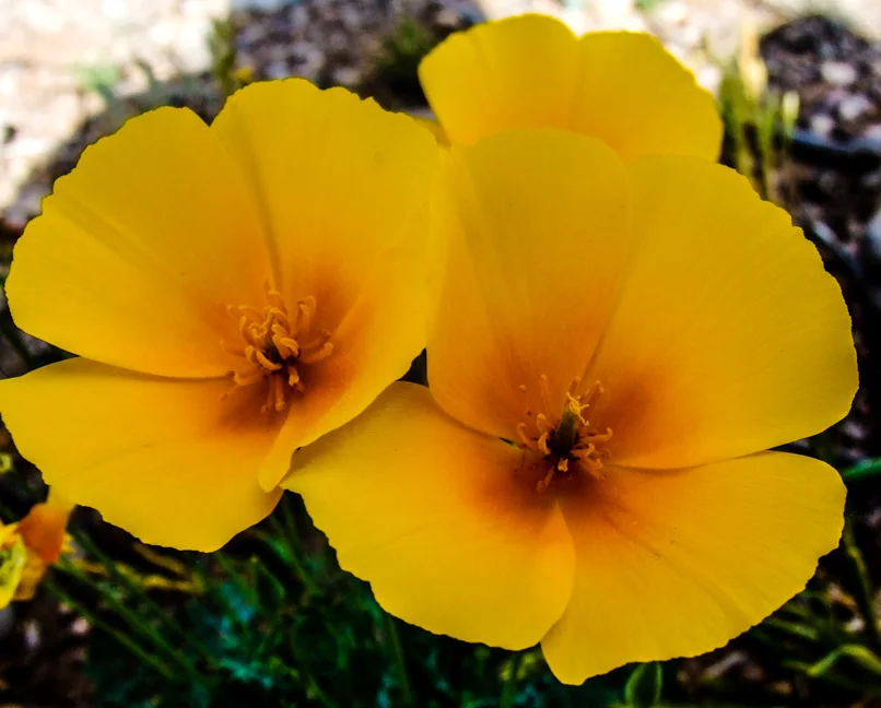 Gold Poppy | Discover Herbal Wisdom—Start Healing Today — Numinous Myth ...
