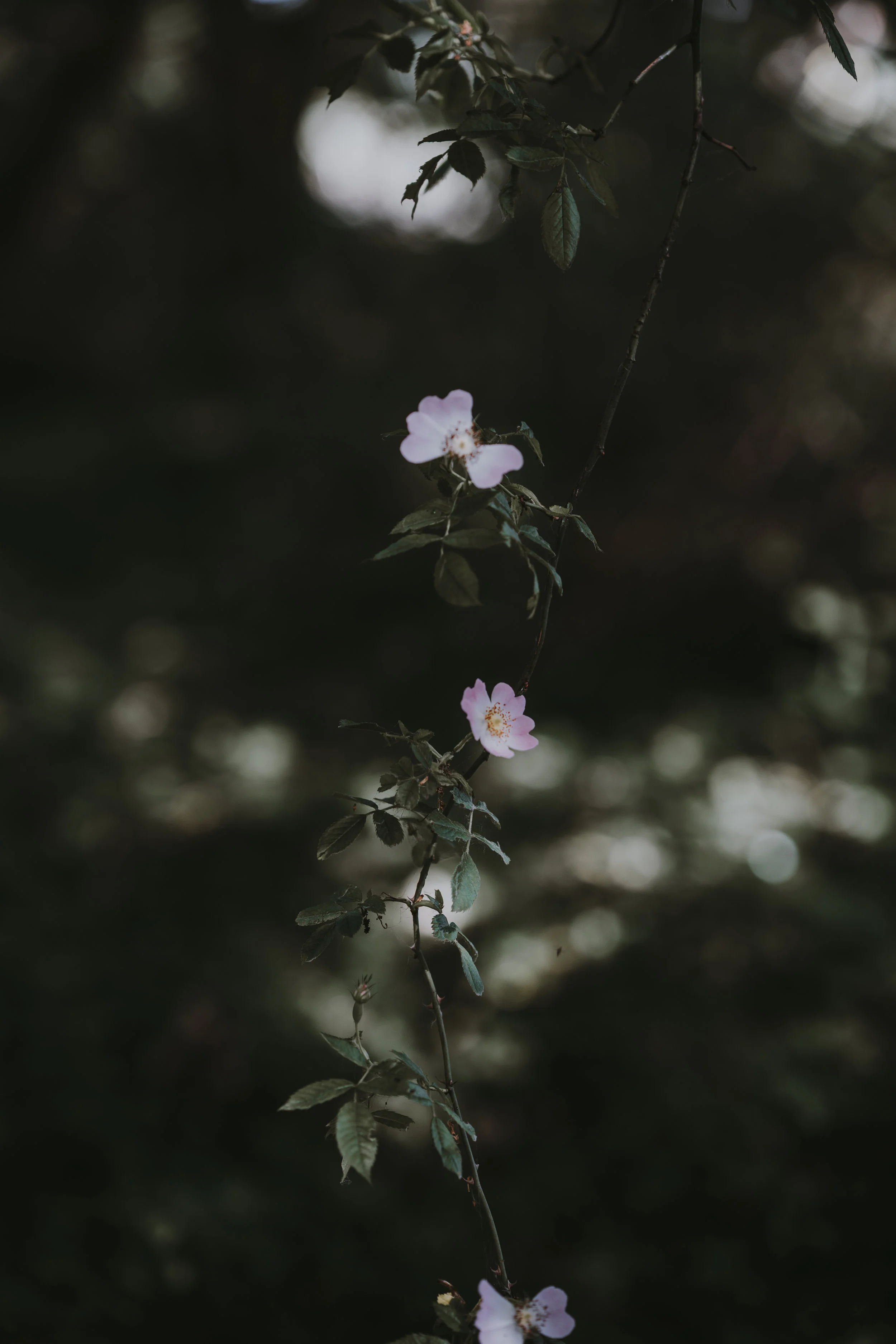 Rose Petal + Sunburn | Enhance Wellbeing Today — Numinous Myth + Flora