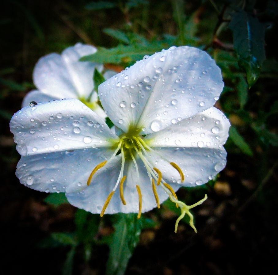 Evening Primrose | Discover Herbal Healing Today — Numinous Myth + Flora