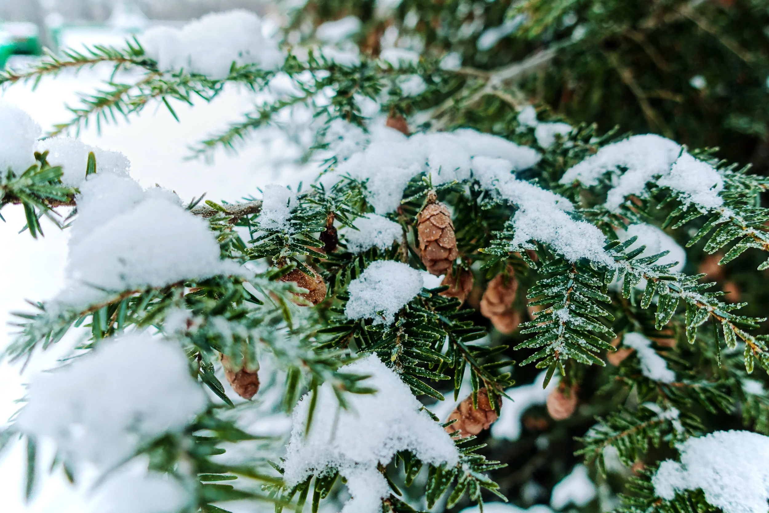 Conifer Resins | Discover Herbal Wisdom — Start Healing Today ...
