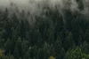 Conifer Resins | Discover Herbal Wisdom — Start Healing Today ...