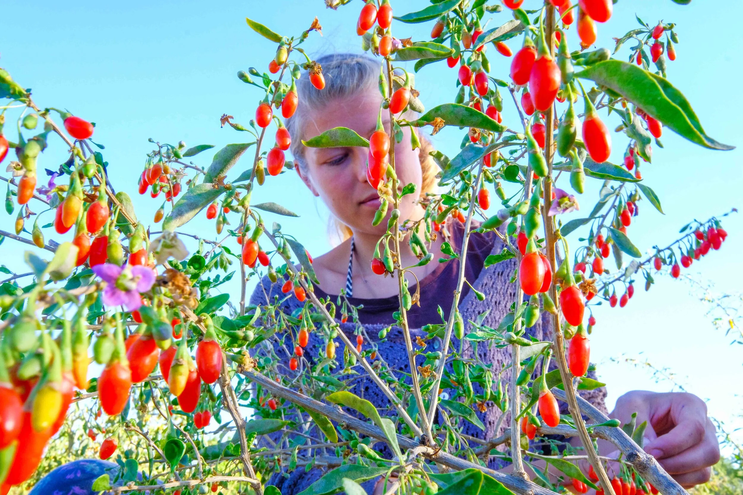 Goji Berries — Global Tribe