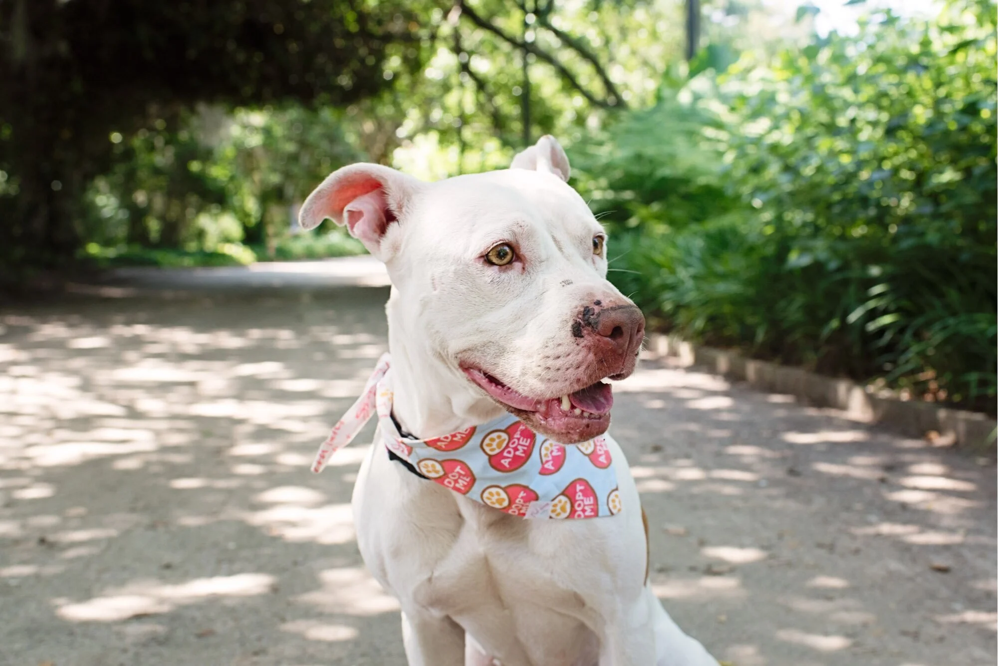 Southern Tails for Precious Paws