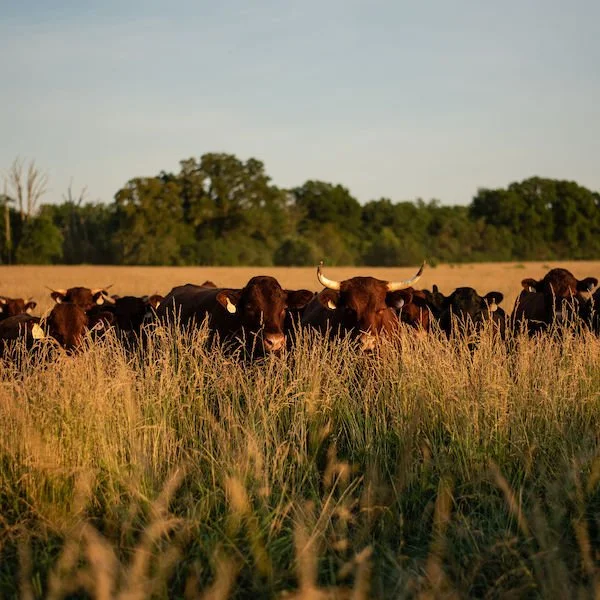 Carnivore Share — Bellair Farm