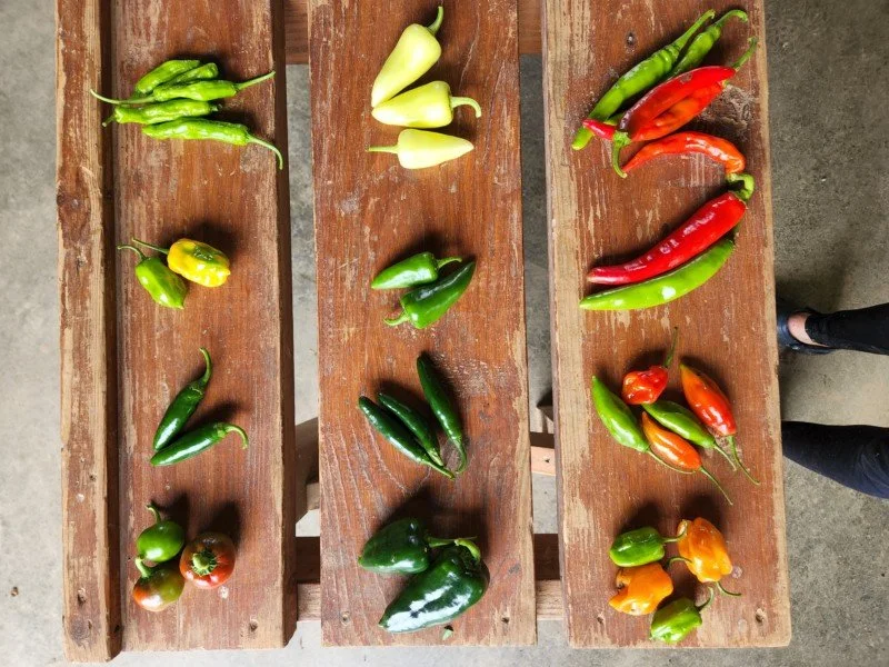 Chile Primer — Bellair Farm