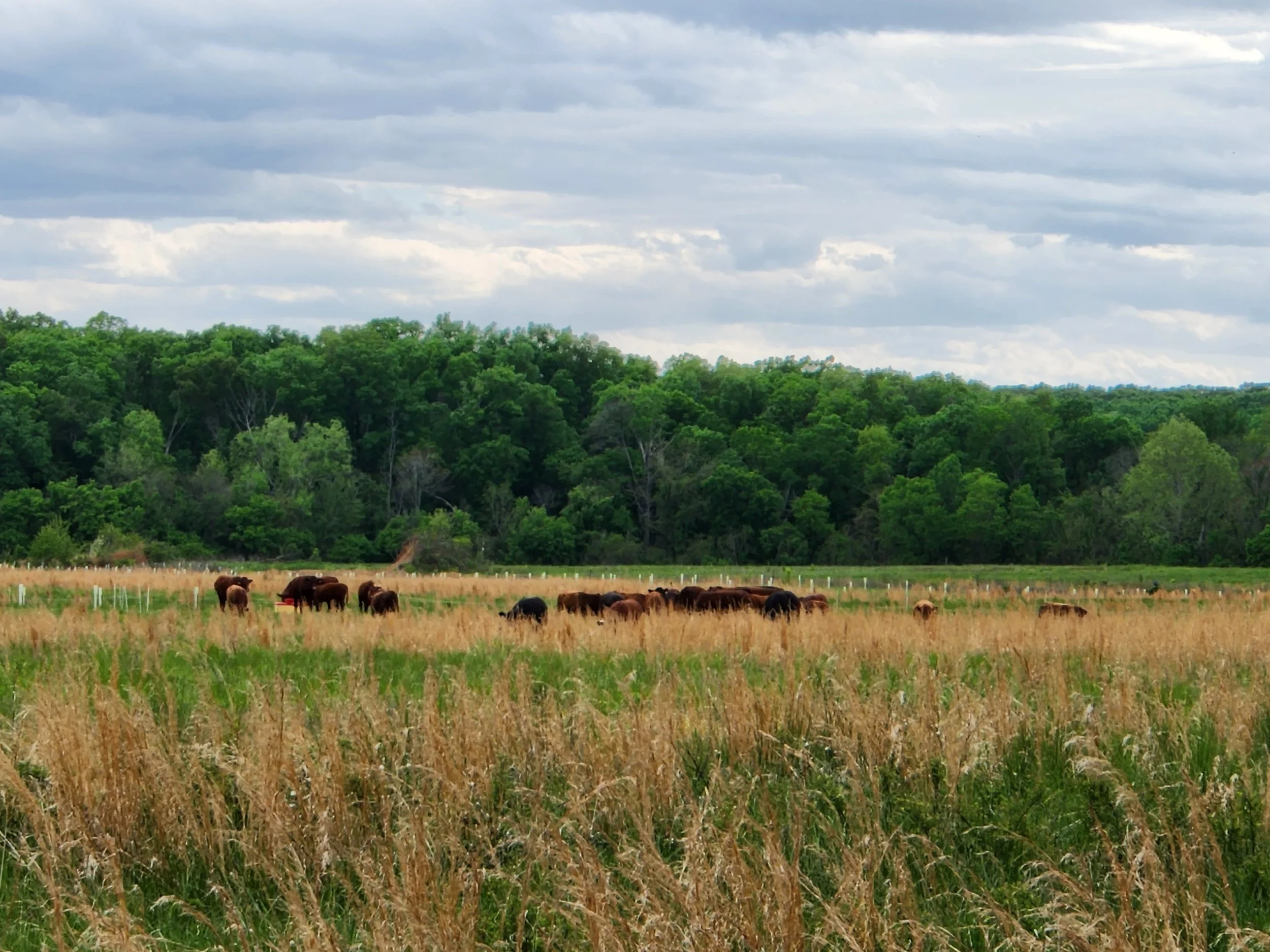 Using Phenology to Guide Our Gardening — Bellair Farm