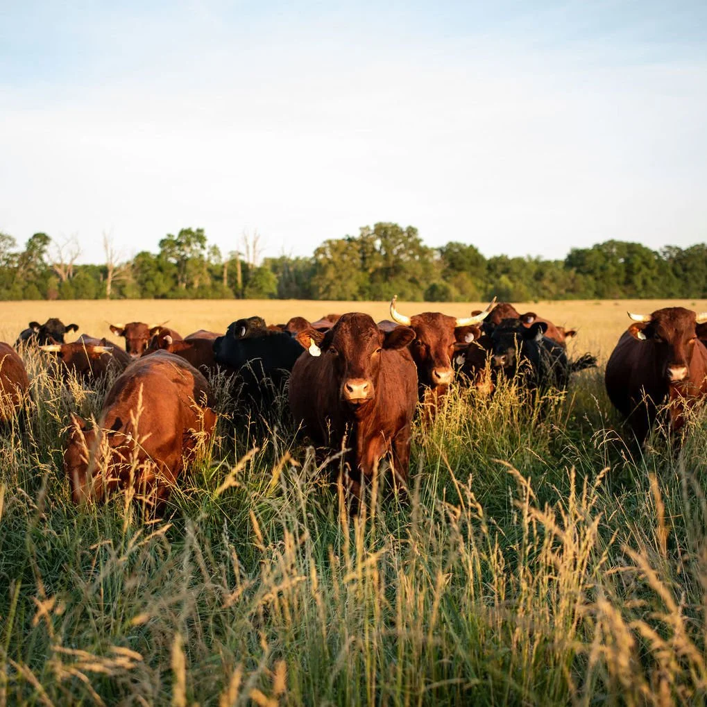 About Bellair — Bellair Farm