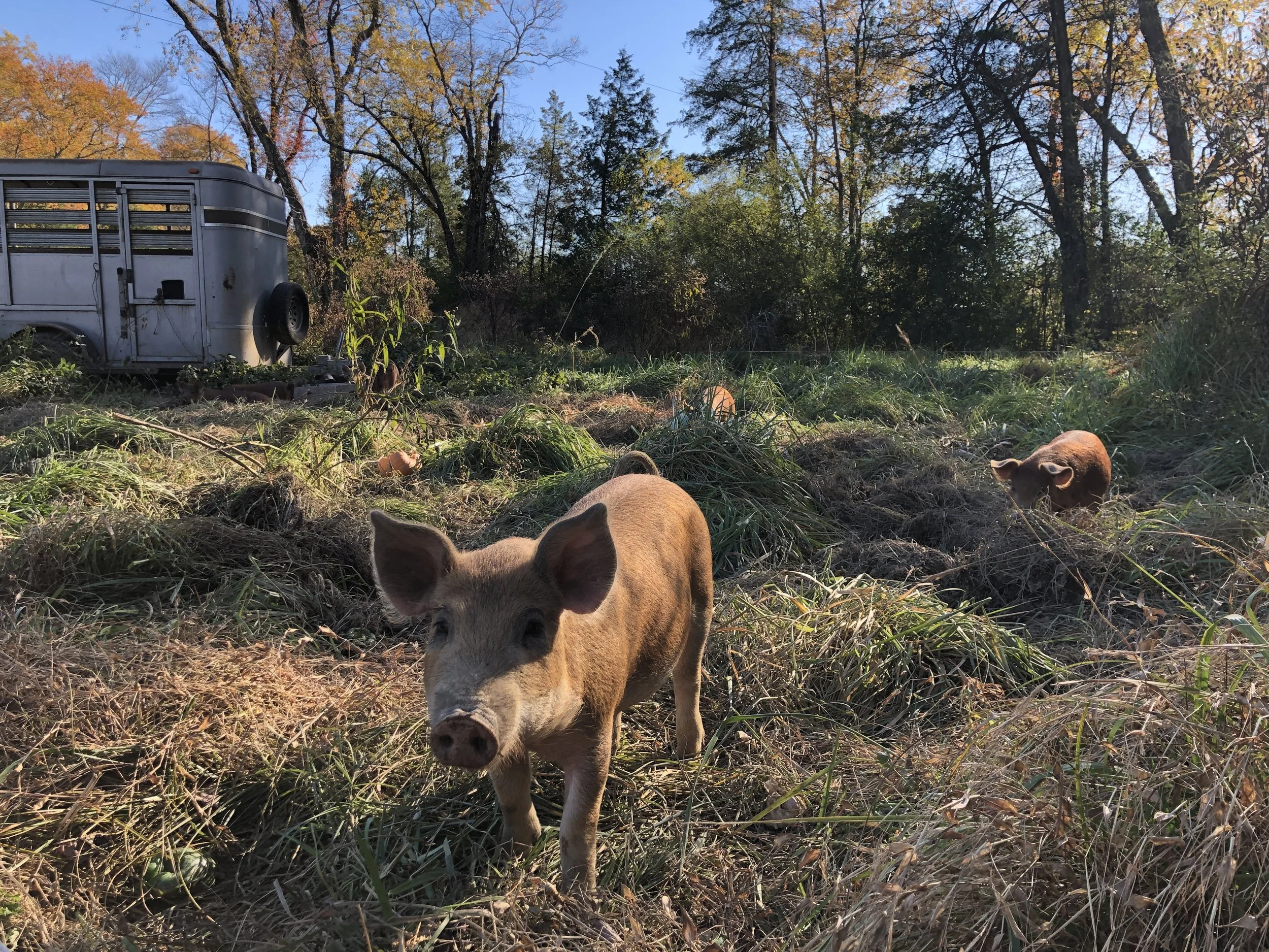 About Bellair — Bellair Farm