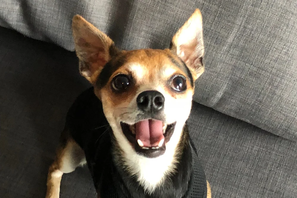 Team — PIXELPUSHER