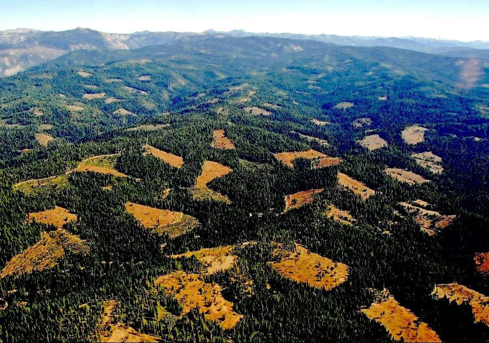 We Need To Talk About Clearcutting — okom wrks labs, PBC