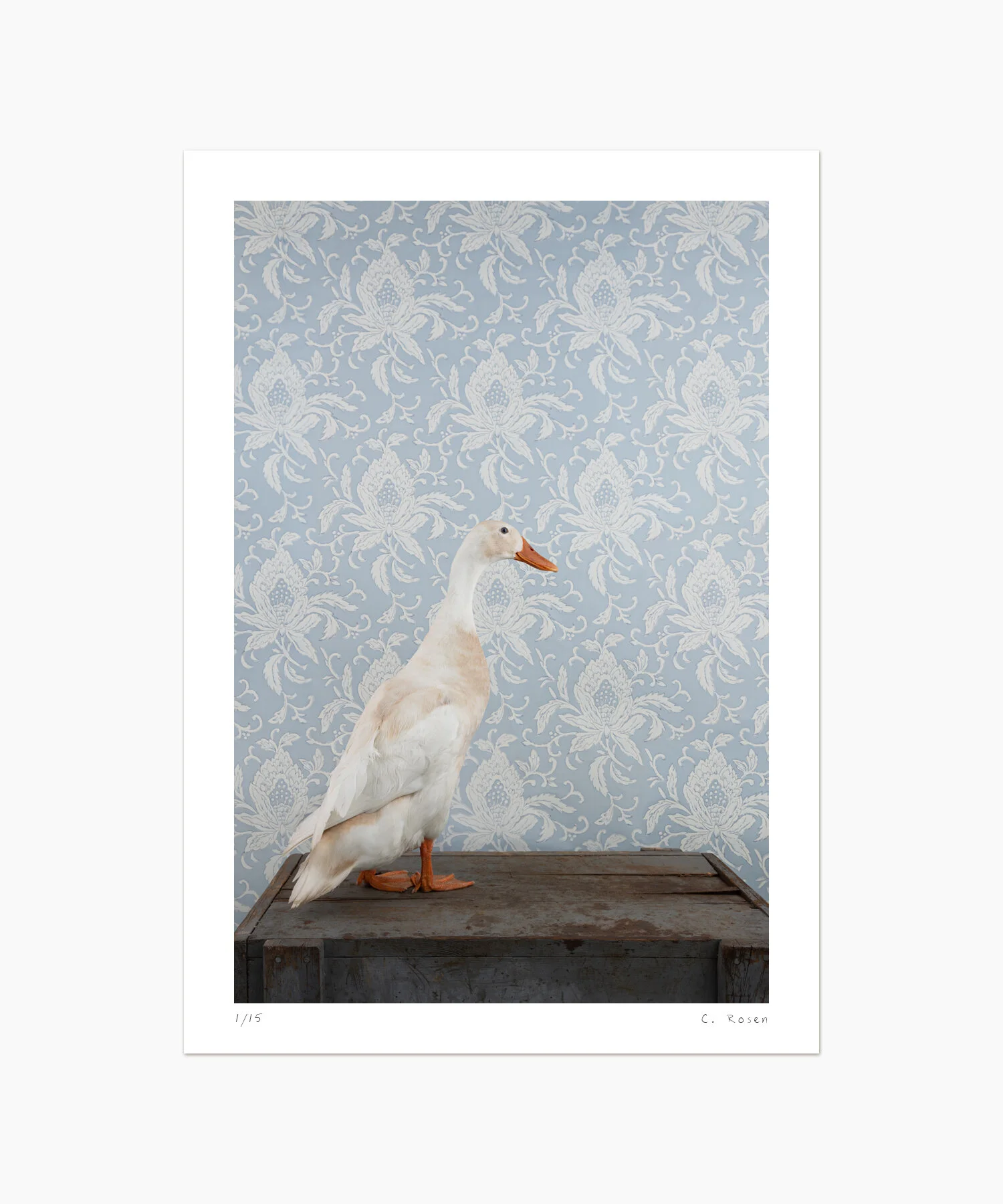 Indian Runner Duck "Noodle" & Cayuga Duck "Vortex" No. 0233 — Claire Rosen