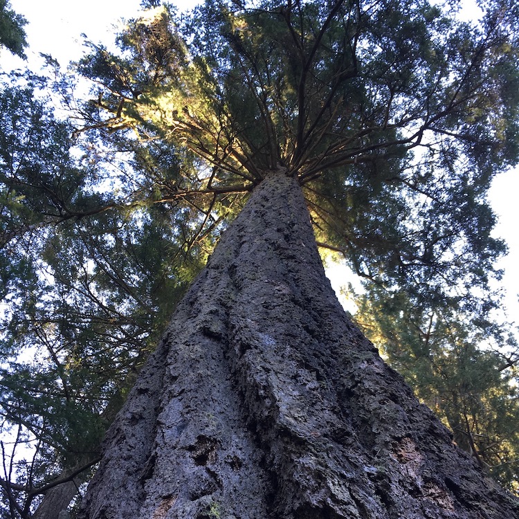 Wildwood old — Ecoforestry Institute Society