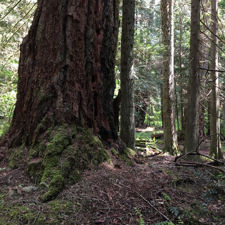 Ecoforestry Explained — Ecoforestry Institute Society