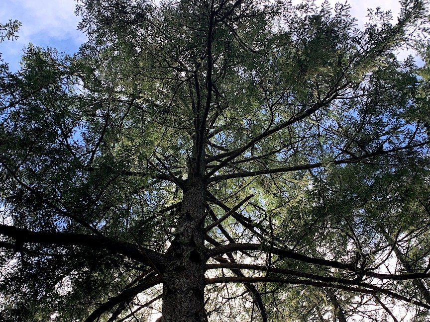 21 Acres Campaign — Ecoforestry Institute Society