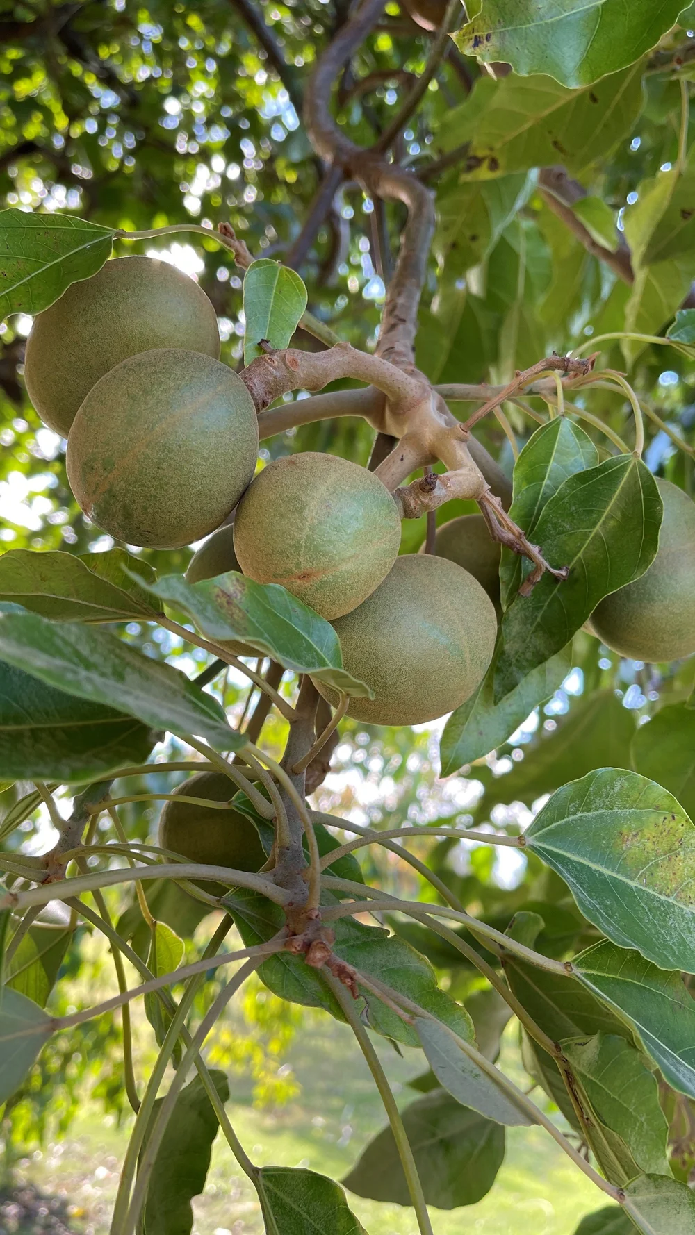 The Hawaiian Kukui Nut Ink — Kapa Curious