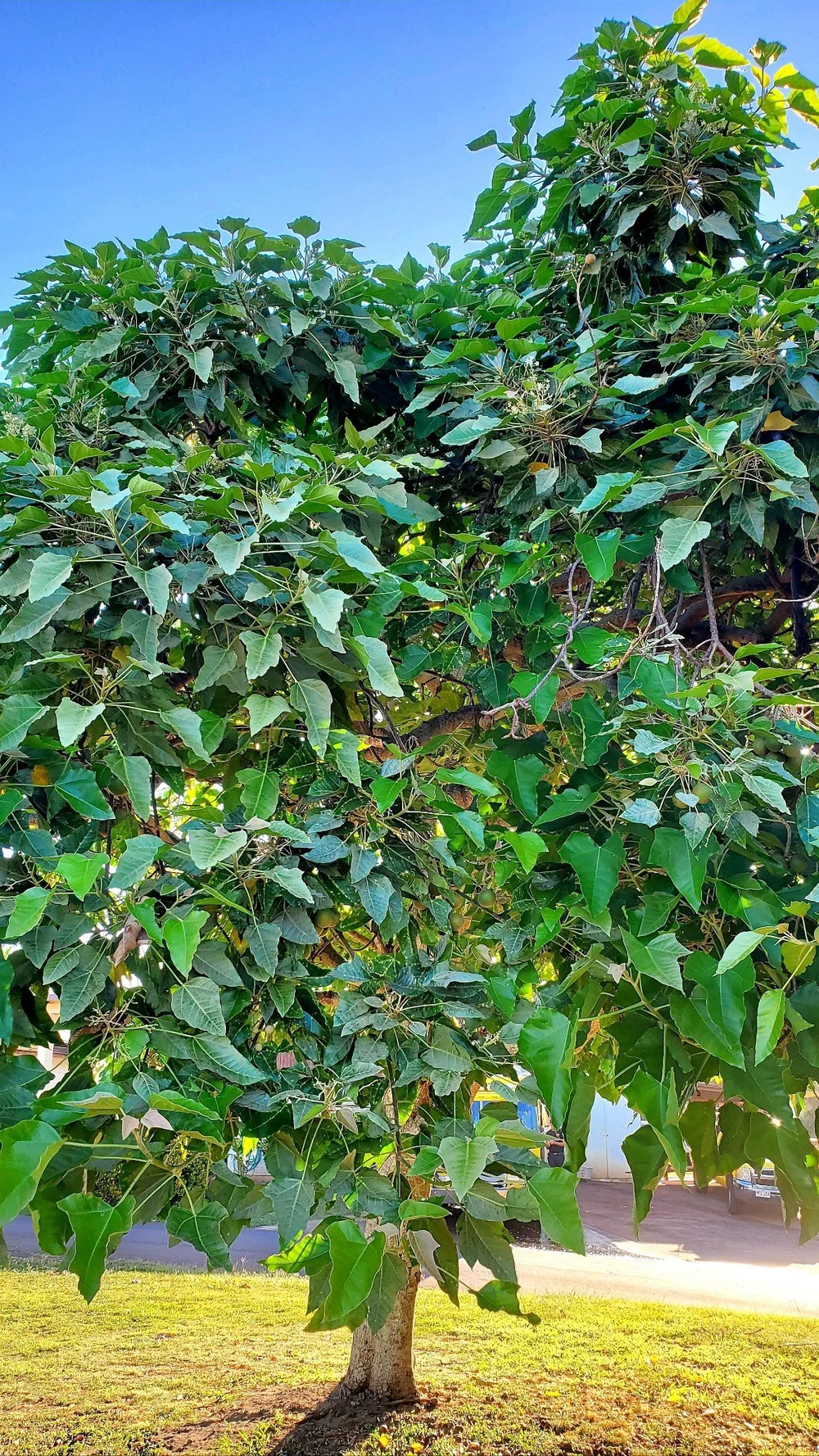 The Hawaiian Kukui Nut Ink — Kapa Curious