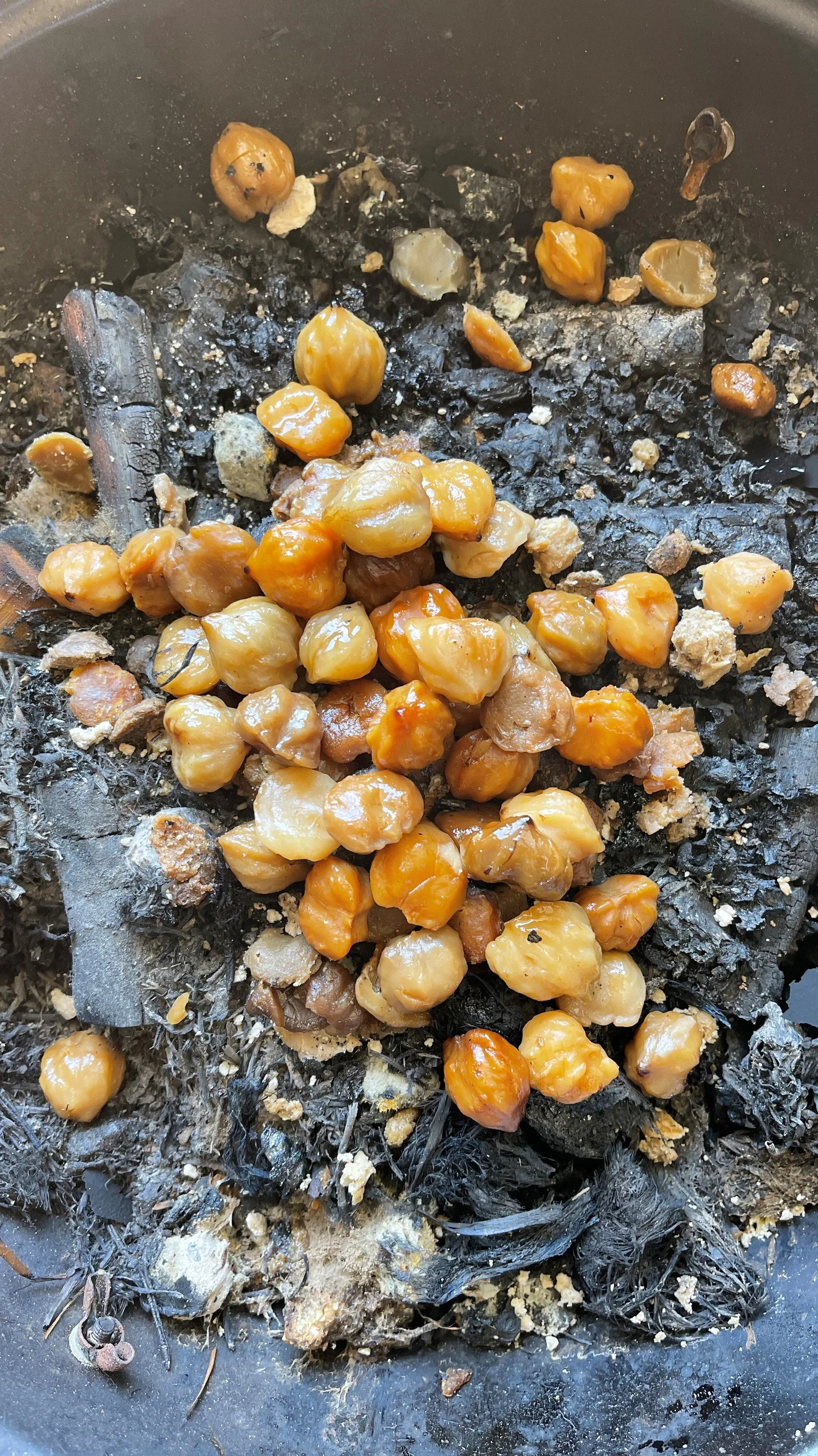 The Hawaiian Kukui Nut Ink — Kapa Curious