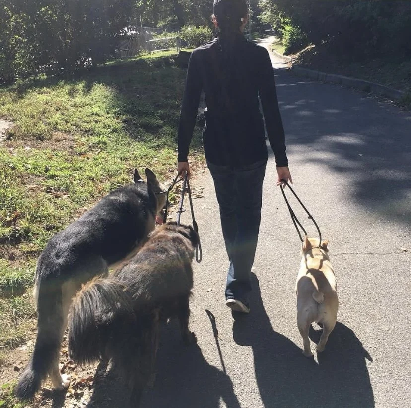 Jessica's Dog Training