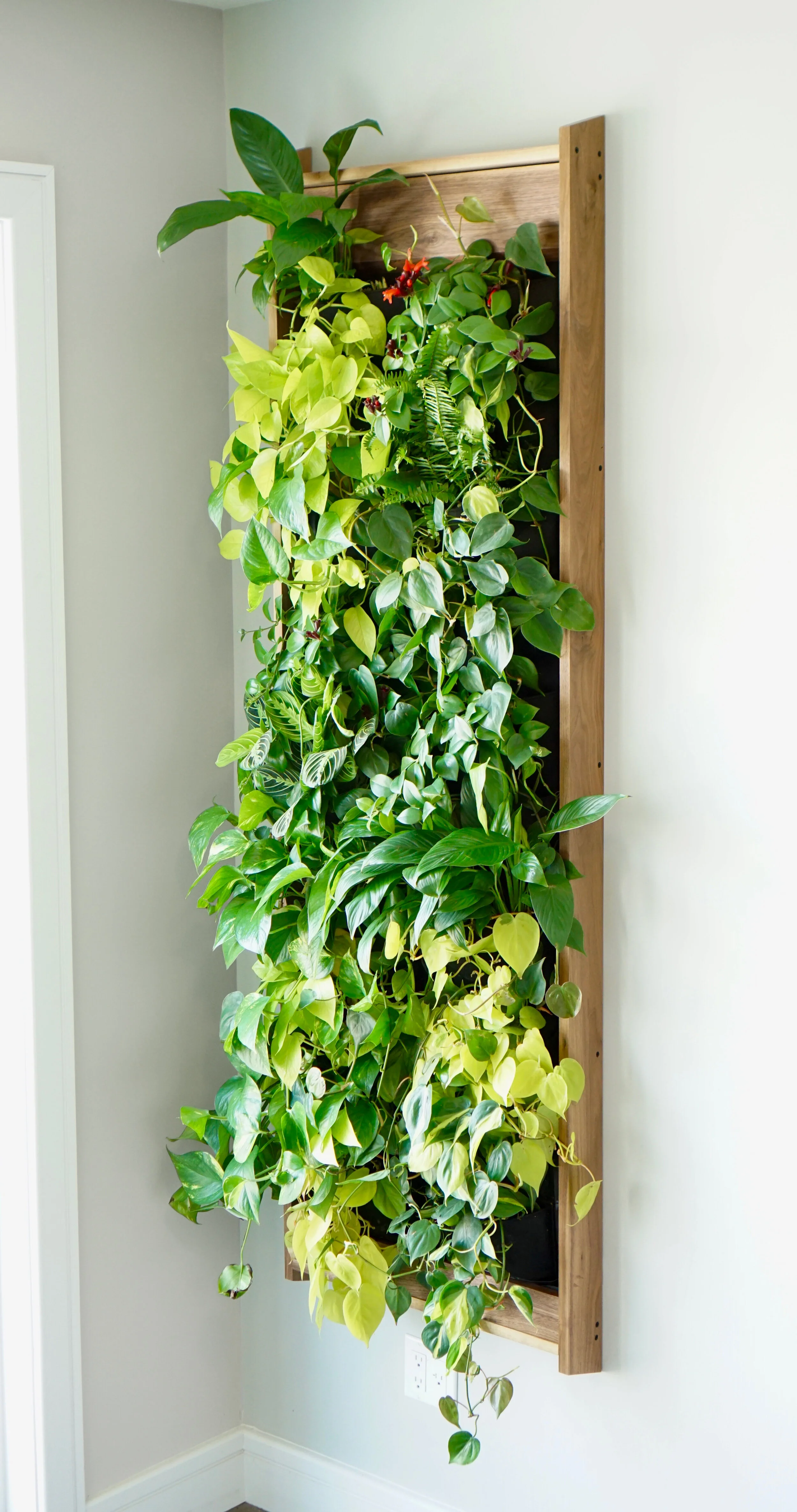 PLANT WALL — MICHAEL SPILSBURY