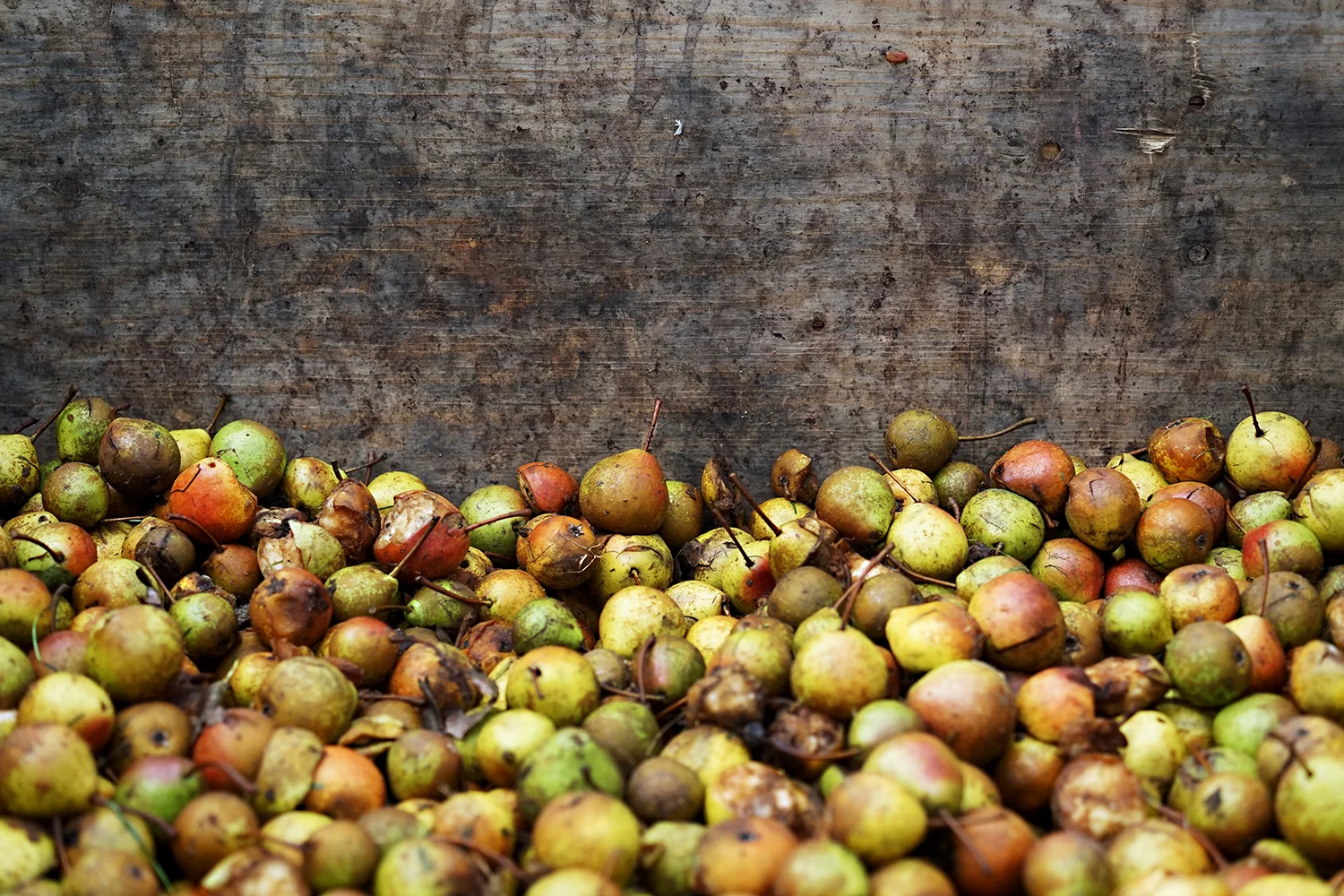 Sound and Vision — Getting to the Core of Oliver’s Cider & Perry — Pellicle