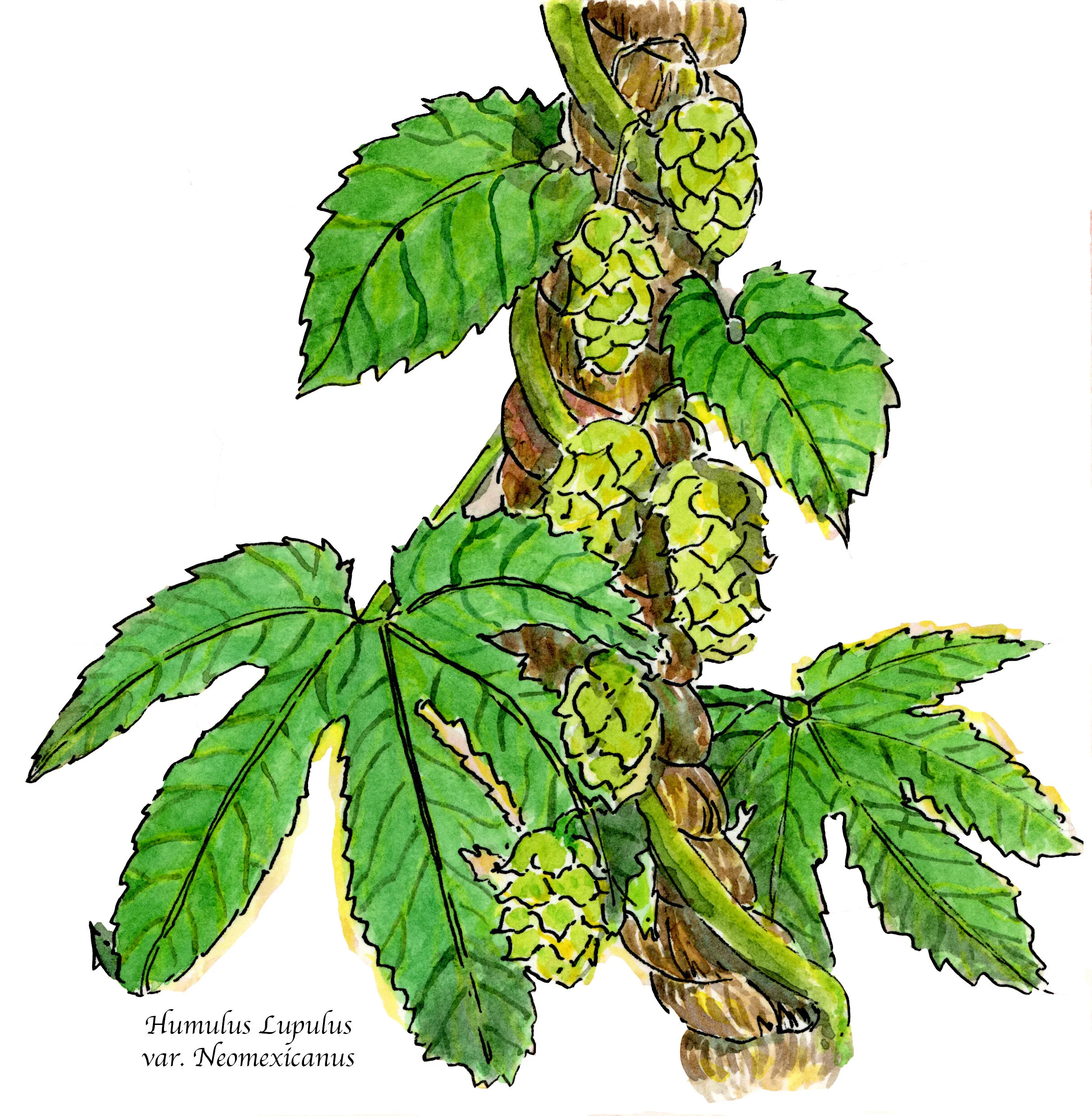Beautiful Freaks – Breeding and Growing Wild Hops in New Mexico — Pellicle