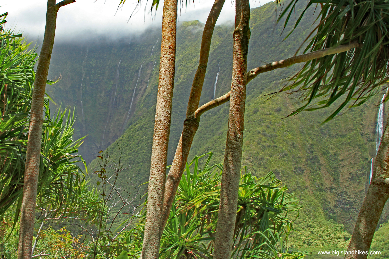 Waimanu Valley — Big Island Hikes Waimanu Valley — Big Island Hikes