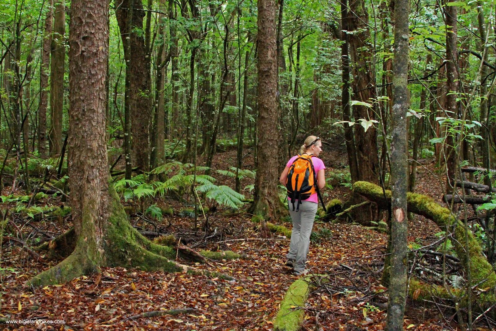 Kalōpā State Park — Big Island Hikes