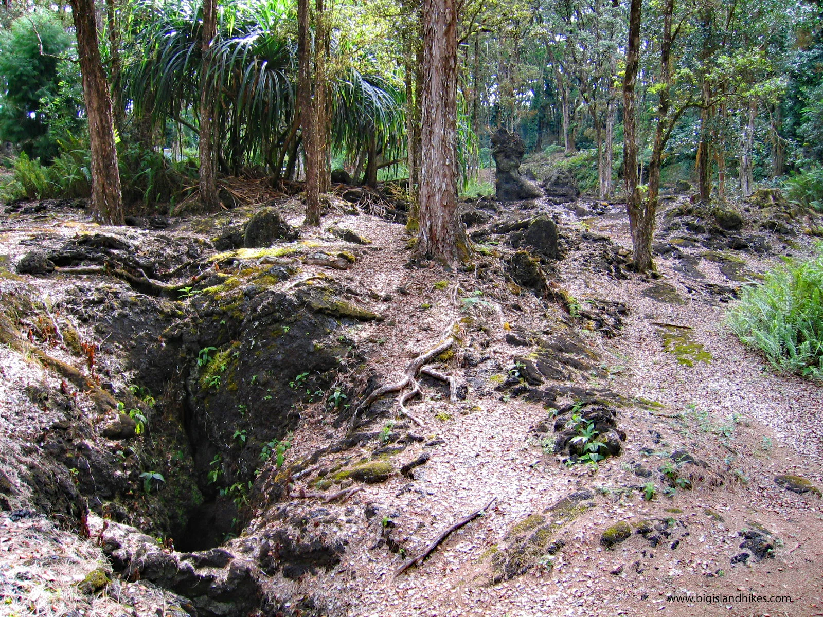 Lava Tree State Monument — Big Island Hikes