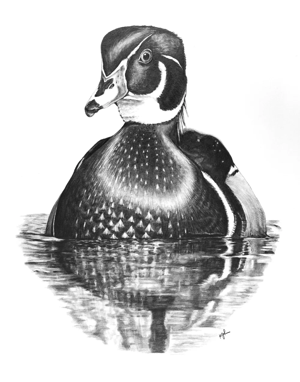 Wood Duck Drawing